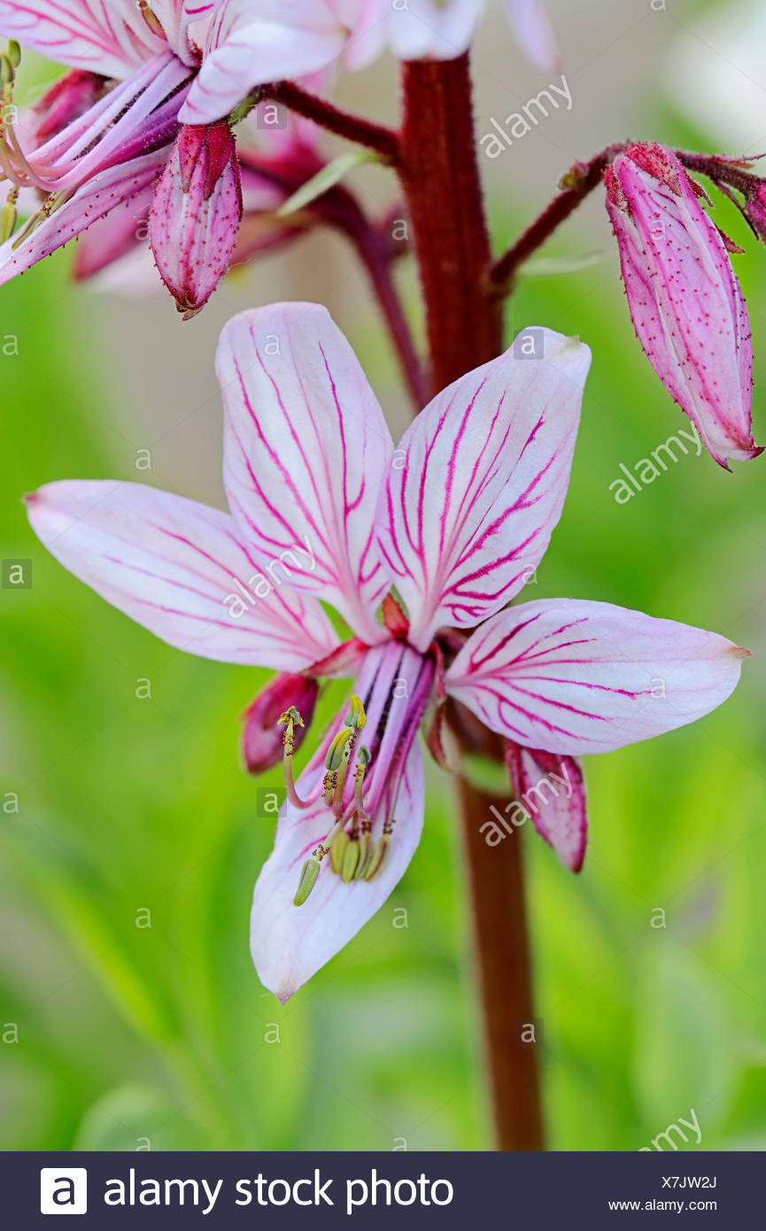 Dittany Stock Photos & Dittany Stock Images - Alamy