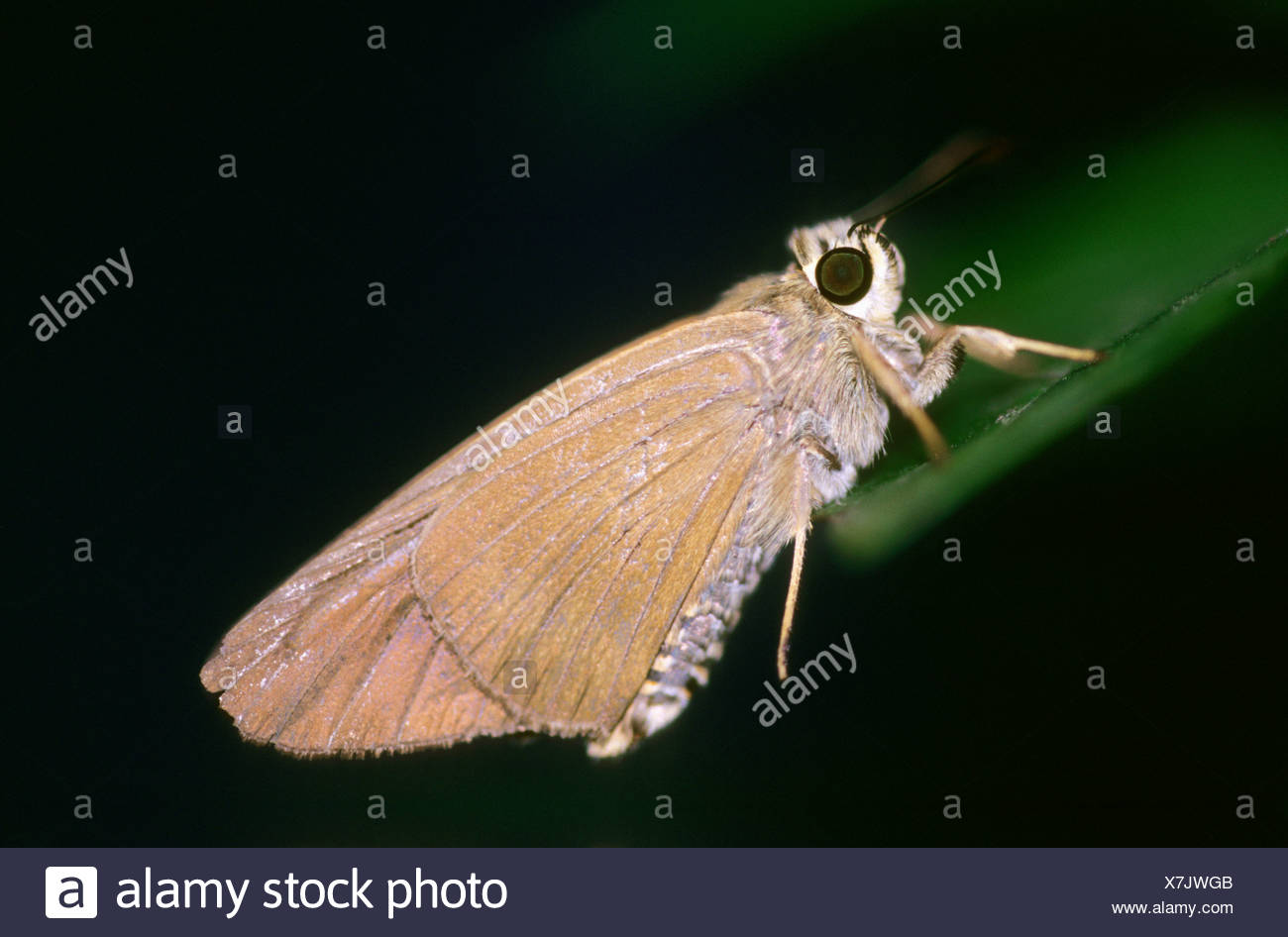 Awl Leaf High Resolution Stock Photography and Images - Alamy