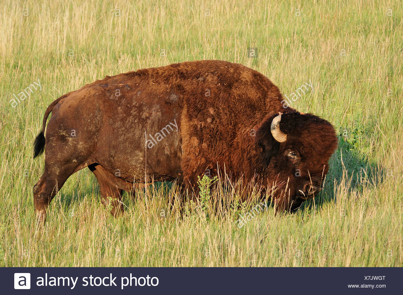 Great Plains Buffalo Stock Photos & Great Plains Buffalo Stock Images ...