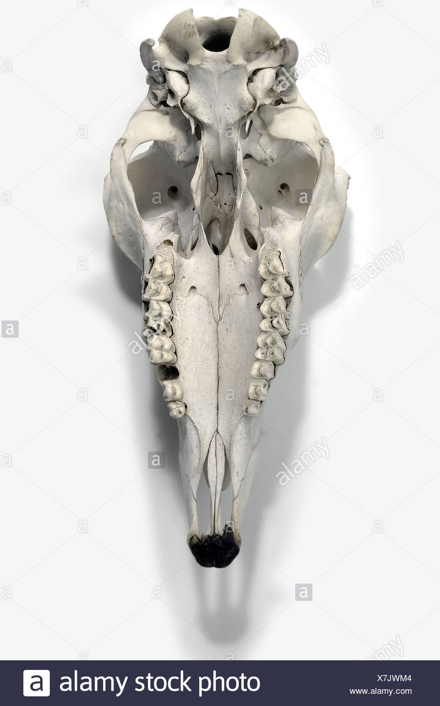 Skull Sheep Lamb High Resolution Stock Photography and Images - Alamy