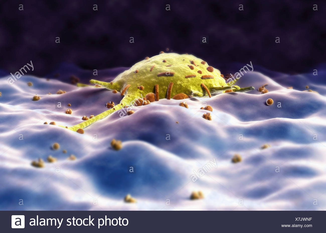Macrophage High Resolution Stock Photography and Images - Alamy