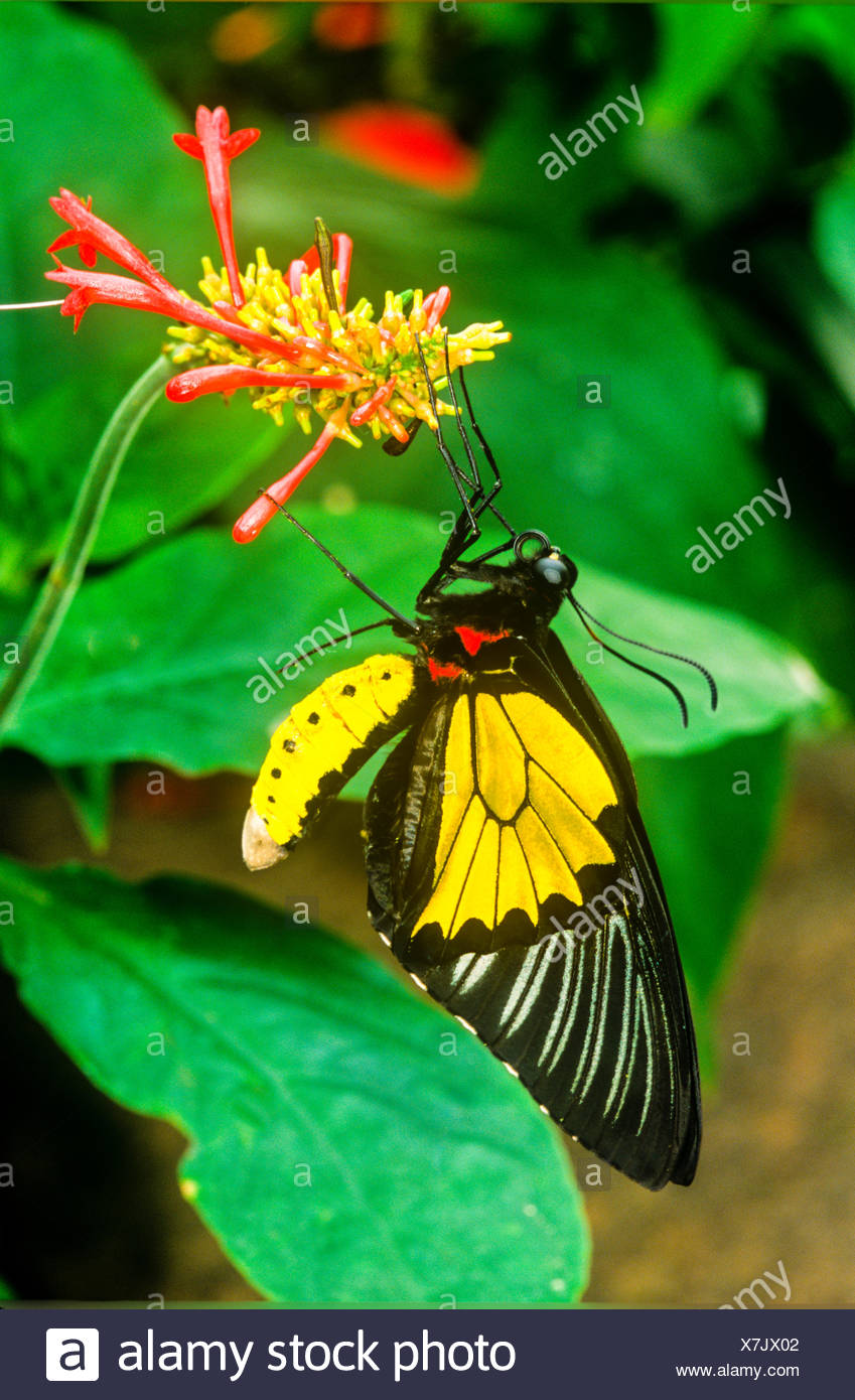 Butterfly Australia Insect High Resolution Stock Photography and Images ...