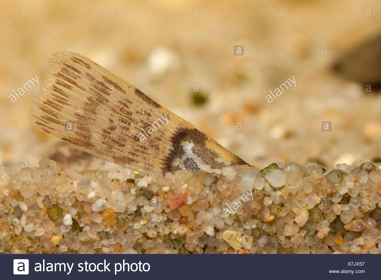 Dug Outs High Resolution Stock Photography and Images - Alamy