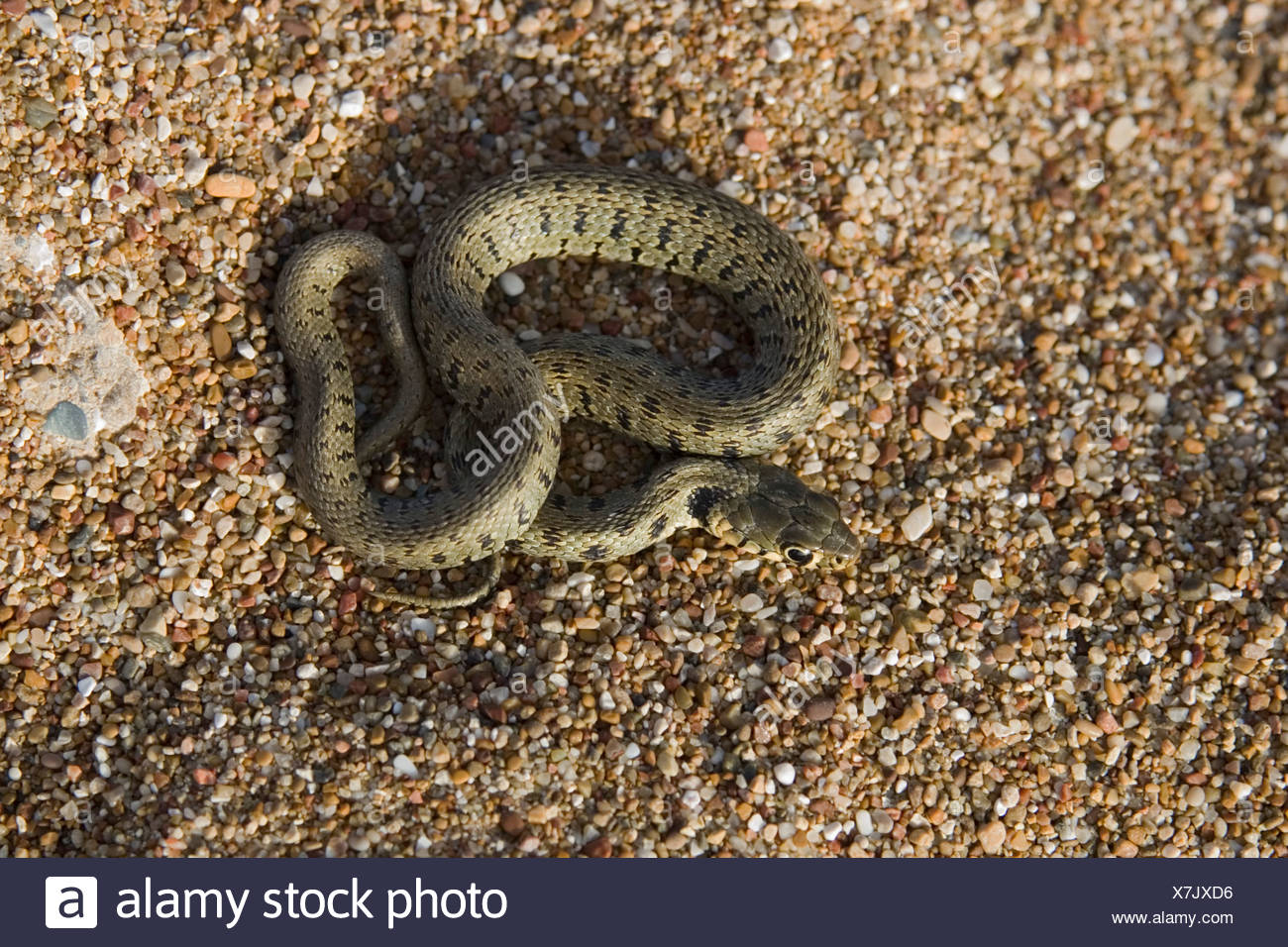 Snakes Of Greece Stock Photos & Snakes Of Greece Stock Images - Alamy