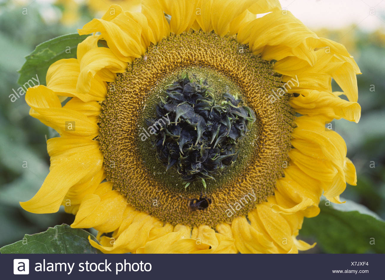 Fasciation High Resolution Stock Photography and Images - Alamy