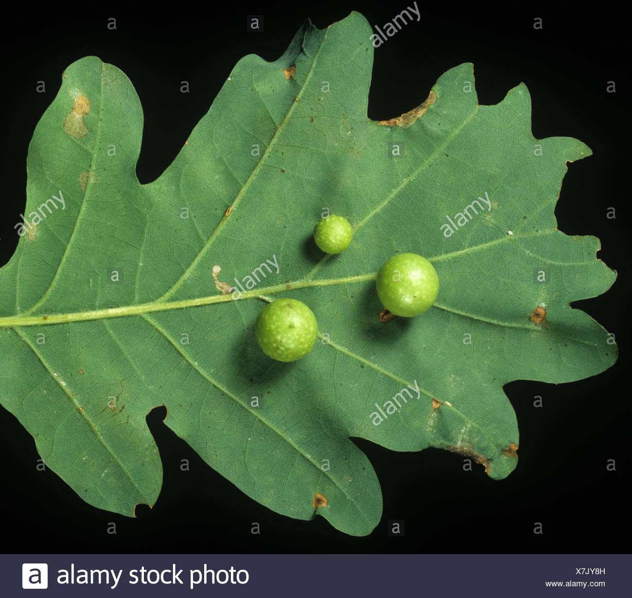 Oak Gall High Resolution Stock Photography and Images - Alamy