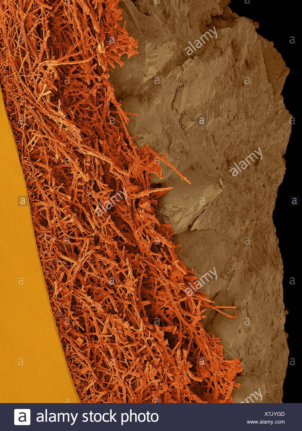 Chicken Scanning High Resolution Stock Photography and Images - Alamy