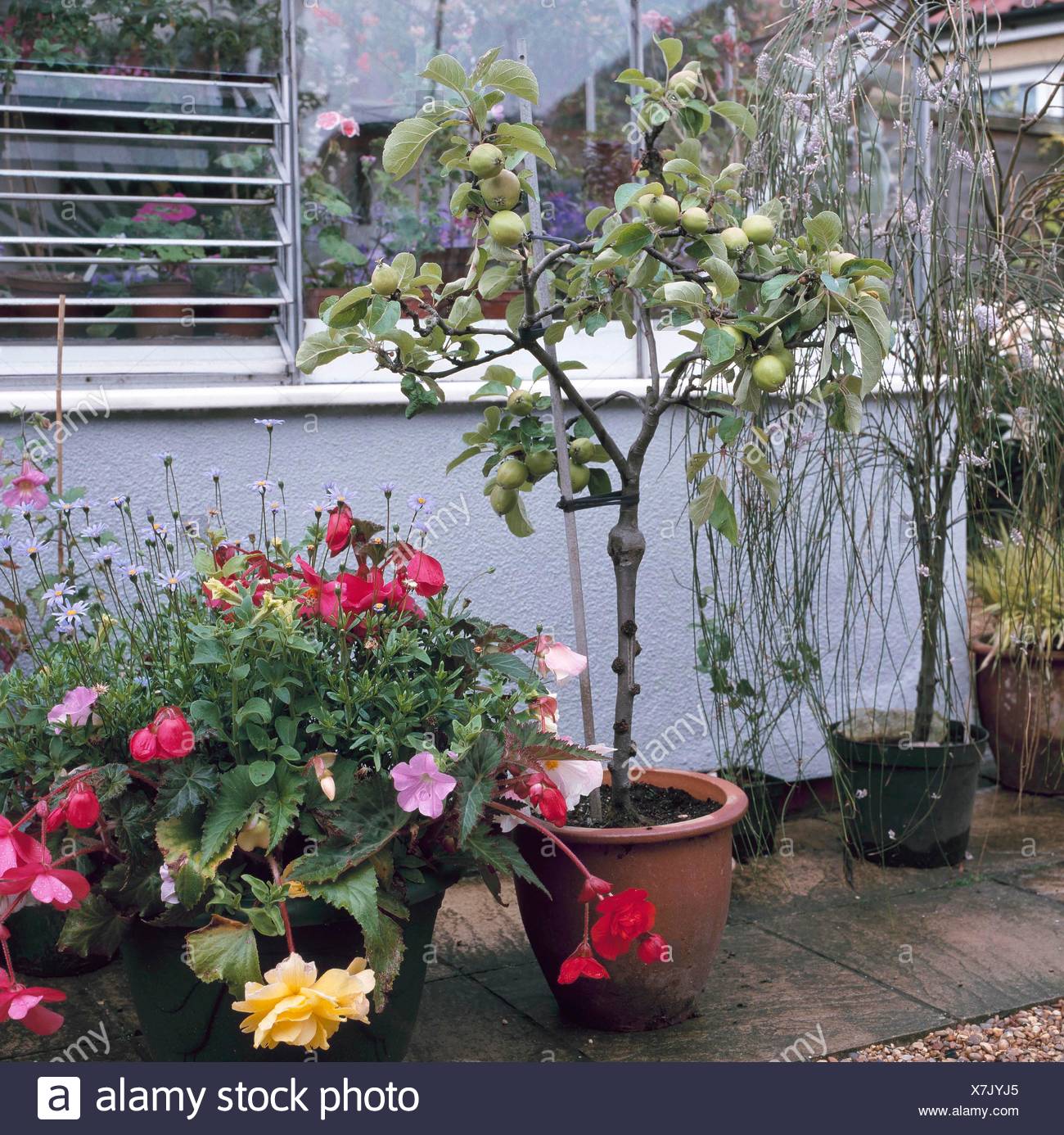 Apple Tree Pot High Resolution Stock Photography and Images - Alamy