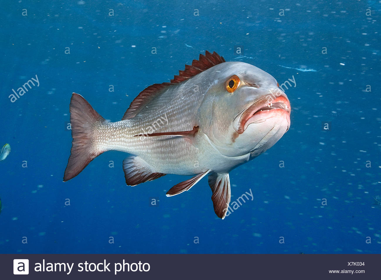 Mangrove Snapper High Resolution Stock Photography and Images - Alamy