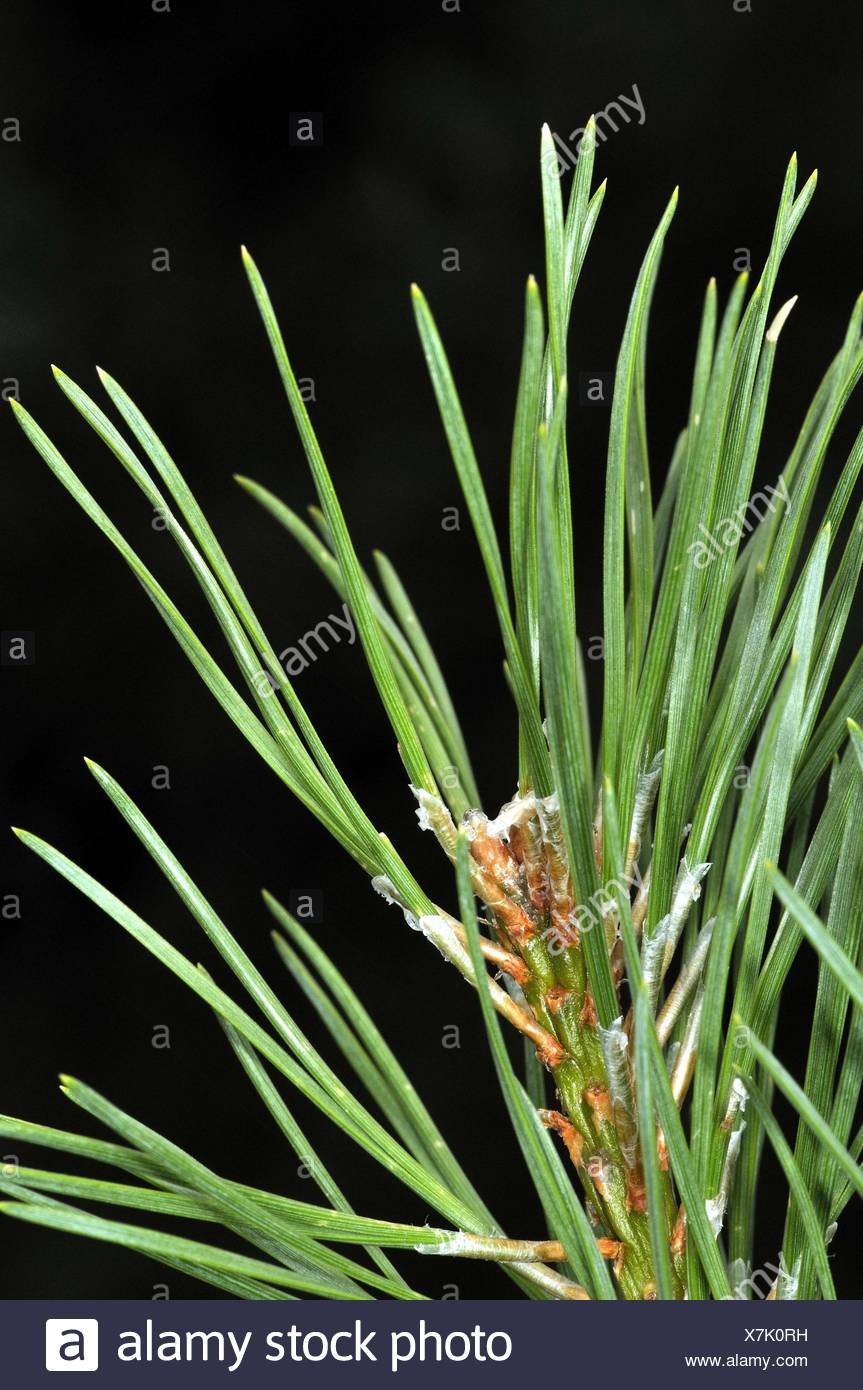 Needle Like Leaves High Resolution Stock Photography and Images - Alamy