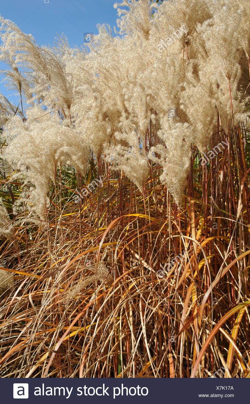 Chinese Silver Gras High Resolution Stock Photography and Images - Alamy