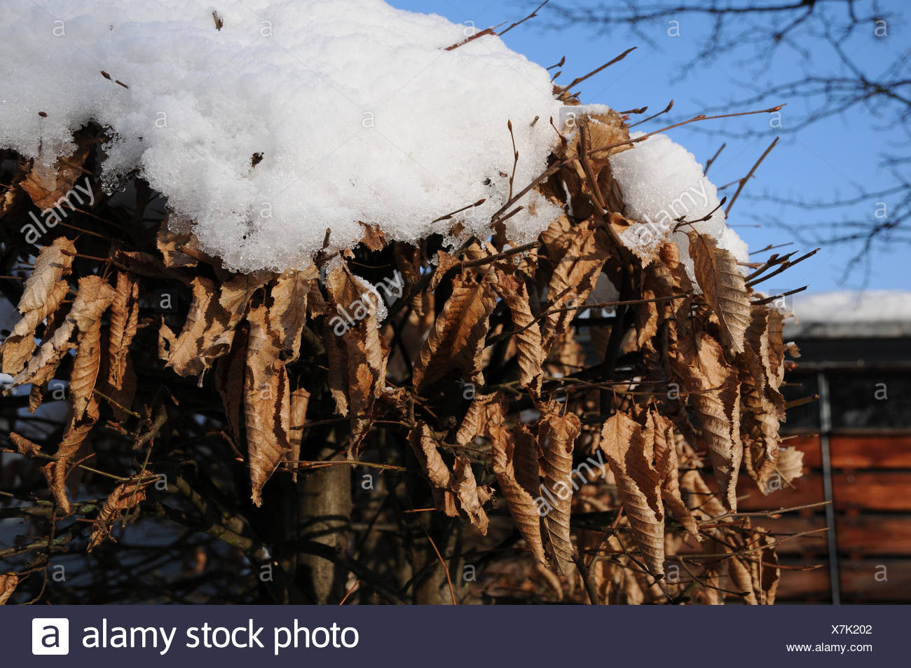 Hornbeam Hedge Winter High Resolution Stock Photography and Images - Alamy