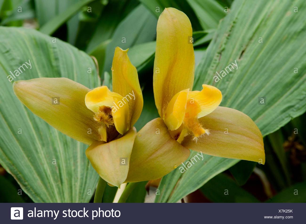 Lycaste High Resolution Stock Photography and Images - Alamy