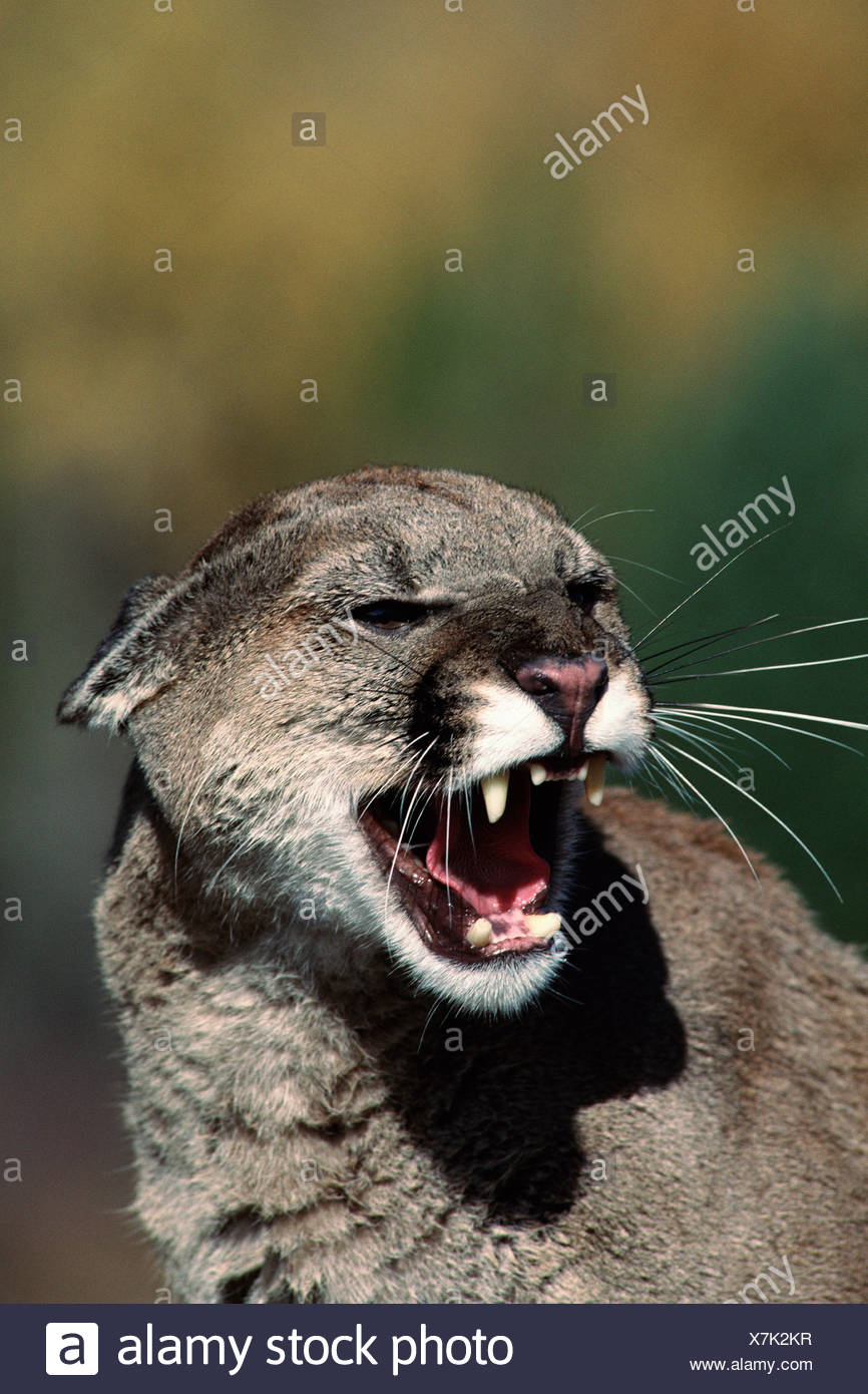 Snarling Cougar High Resolution Stock Photography and Images - Alamy