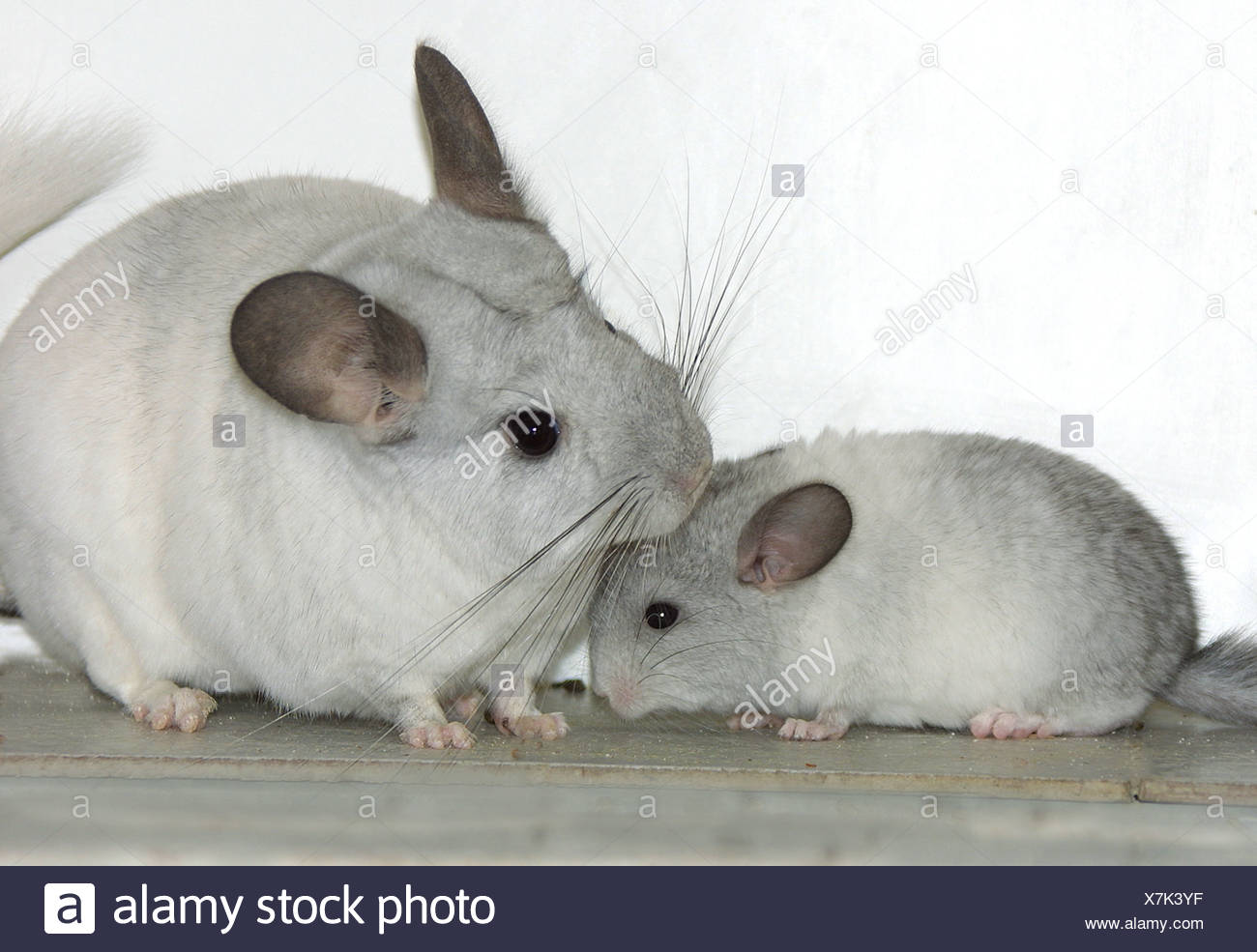 Long Tailed Chinchilla Chinchilla Lanigera High Resolution Stock ...