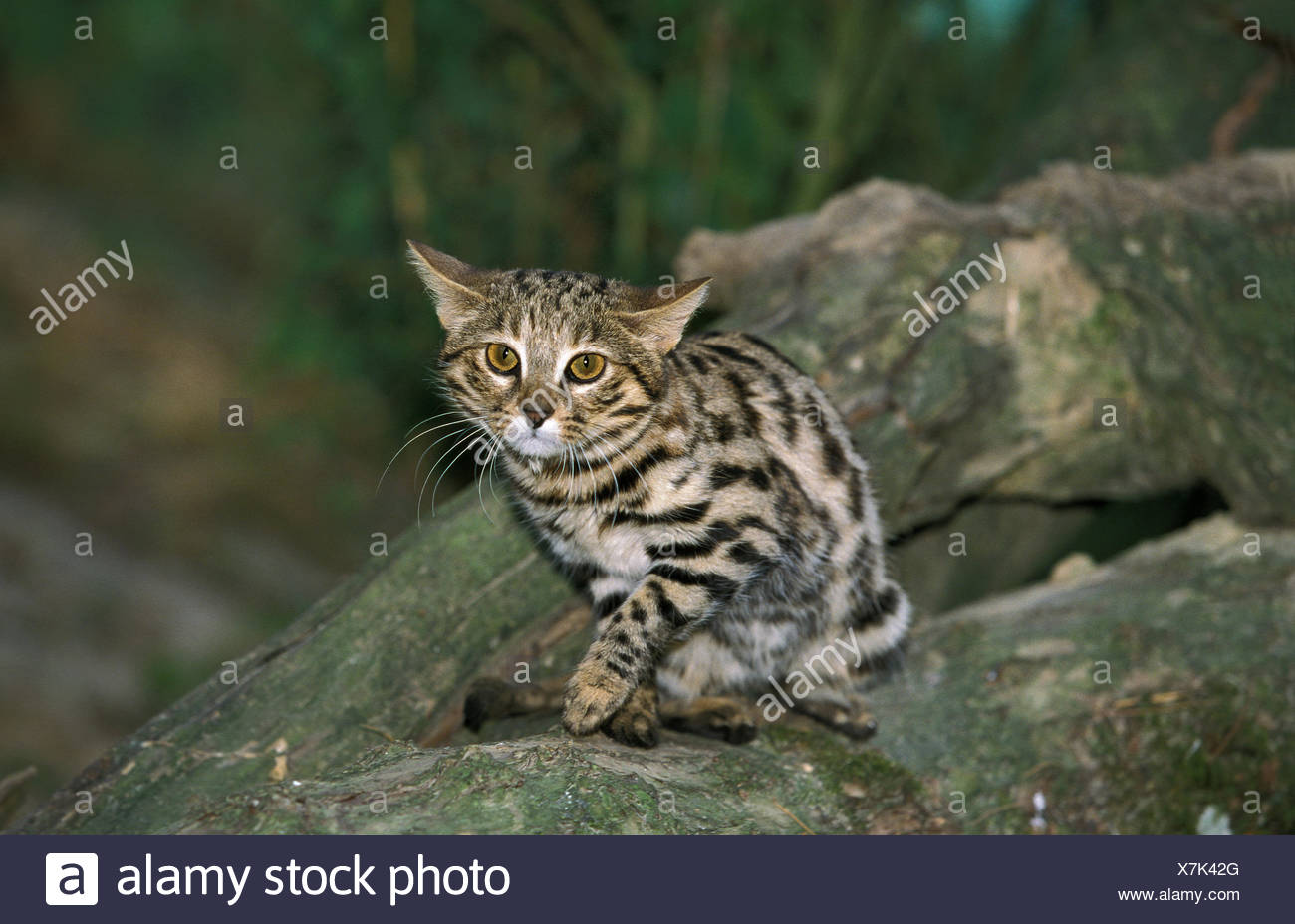 Black Footed Cats High Resolution Stock Photography and Images - Alamy