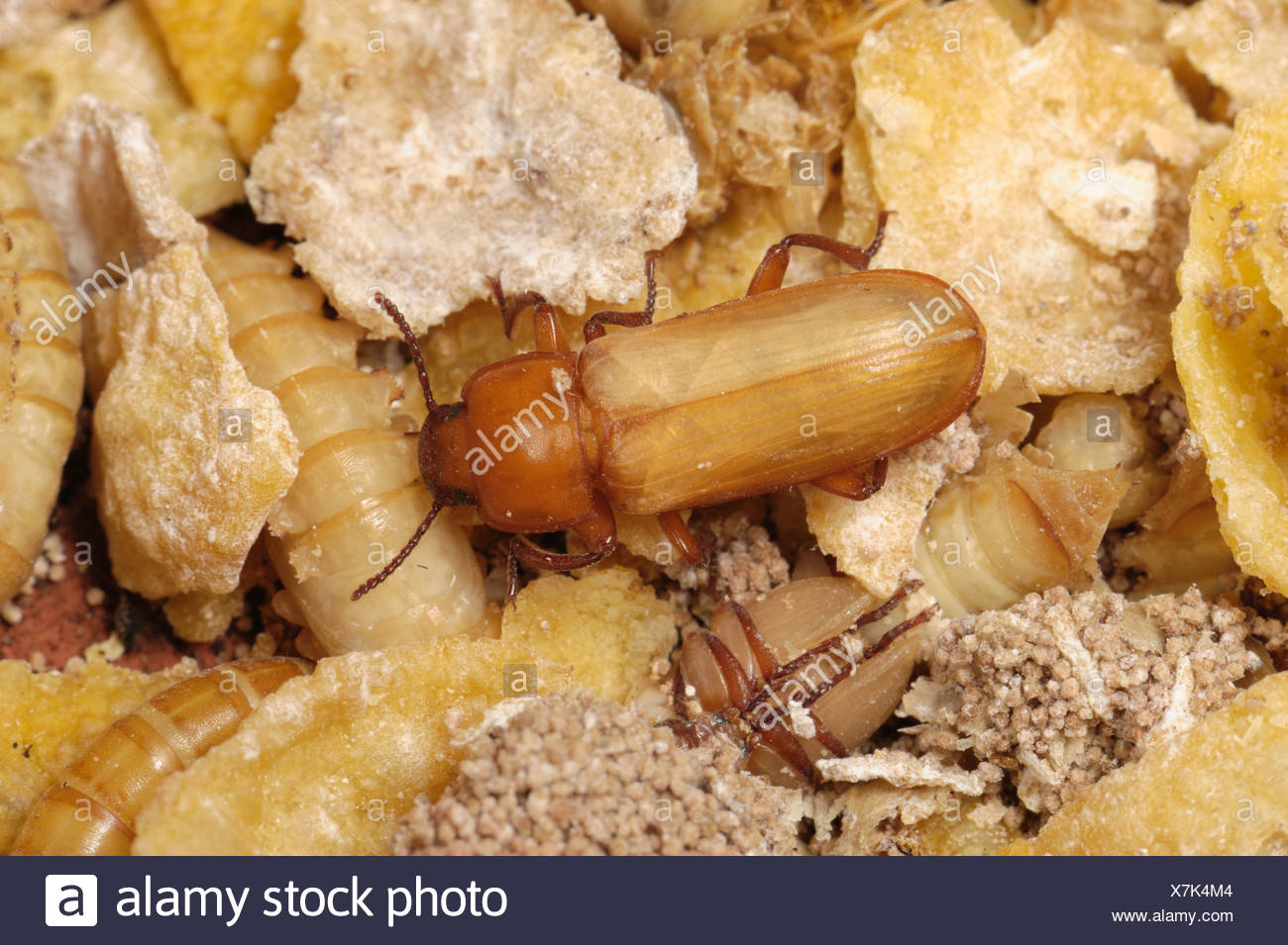 Mealworm Beetle Tenebrio Molitor Stock Photos & Mealworm Beetle ...