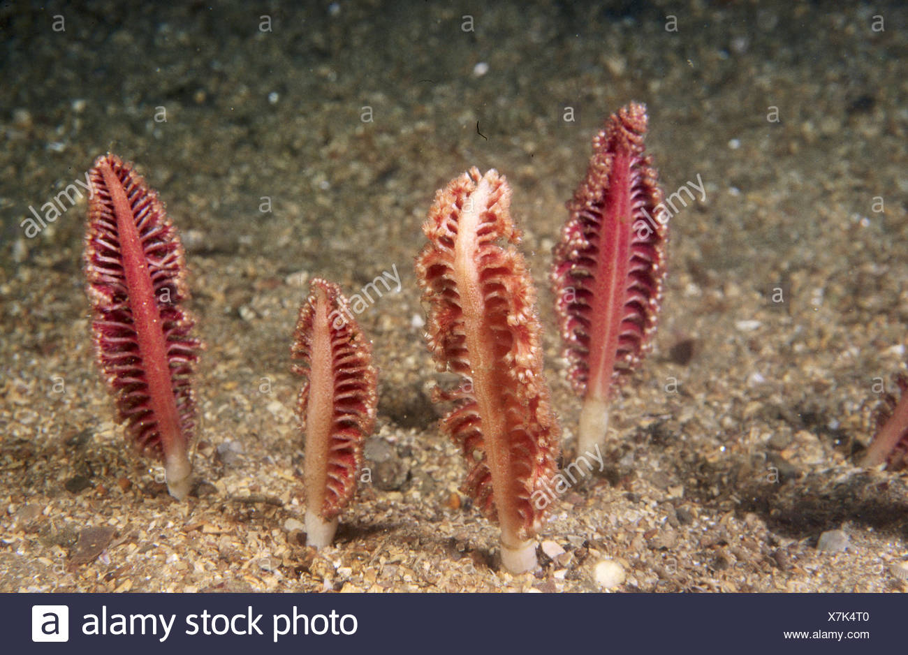 Pennatula Phosphorea High Resolution Stock Photography and Images - Alamy