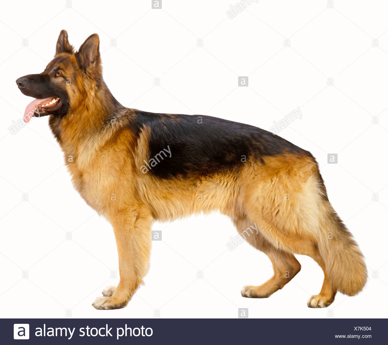 Deutscher Schaeferhund Stock Photos & Deutscher Schaeferhund Stock ...