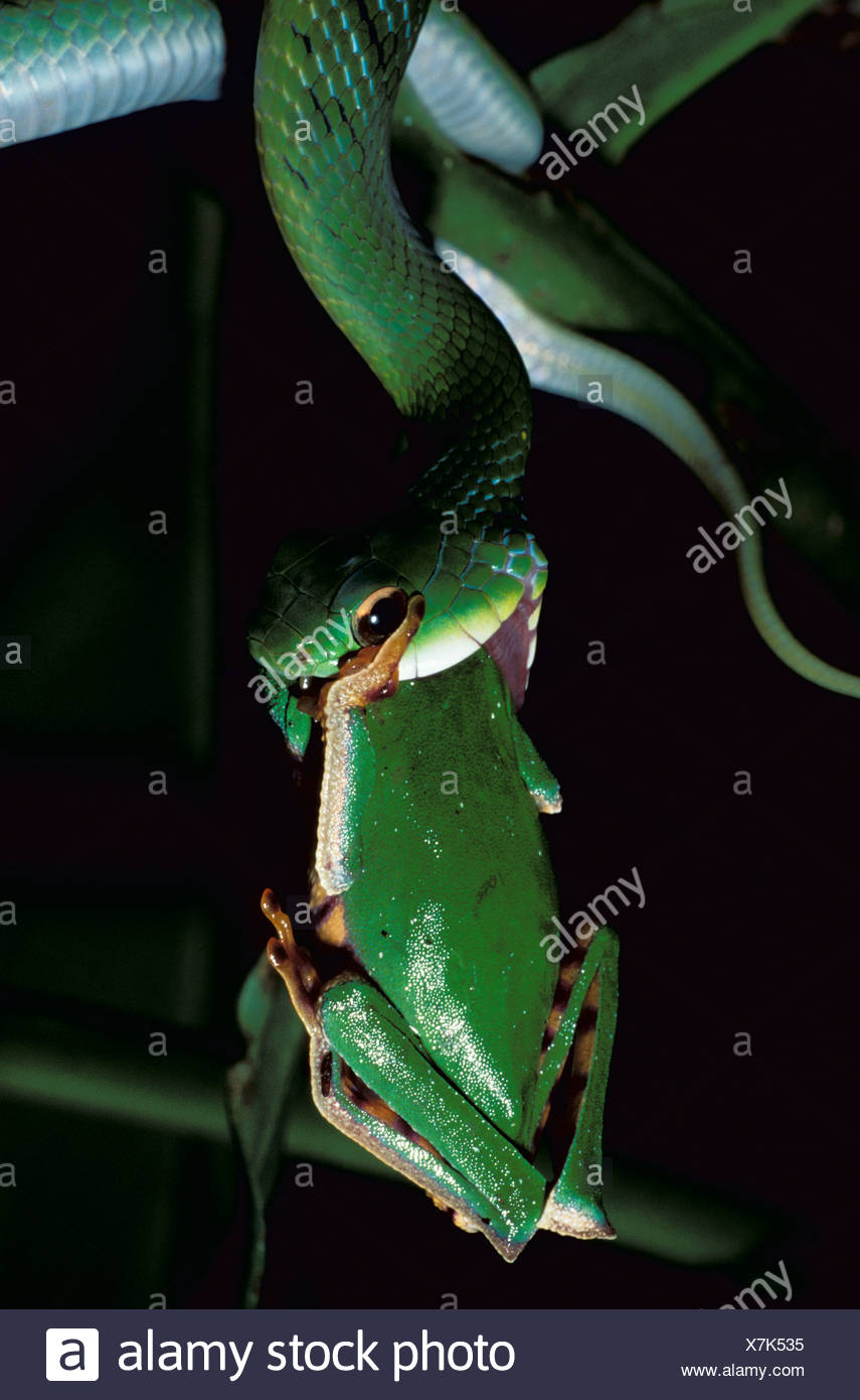 Snake Swallowing Frog Stock Photos & Snake Swallowing Frog Stock Images ...