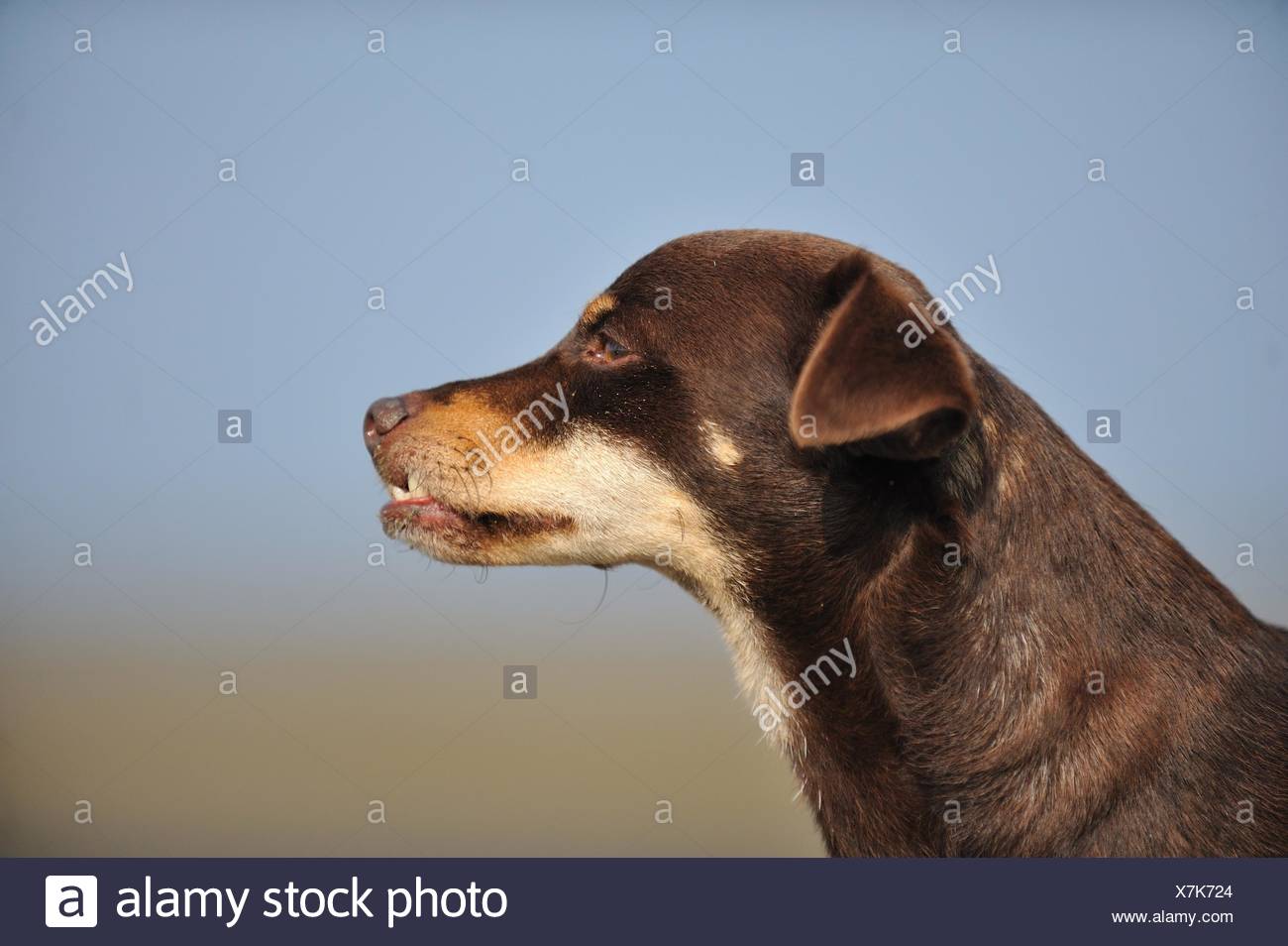 Prognathism Stock Photos & Prognathism Stock Images - Alamy