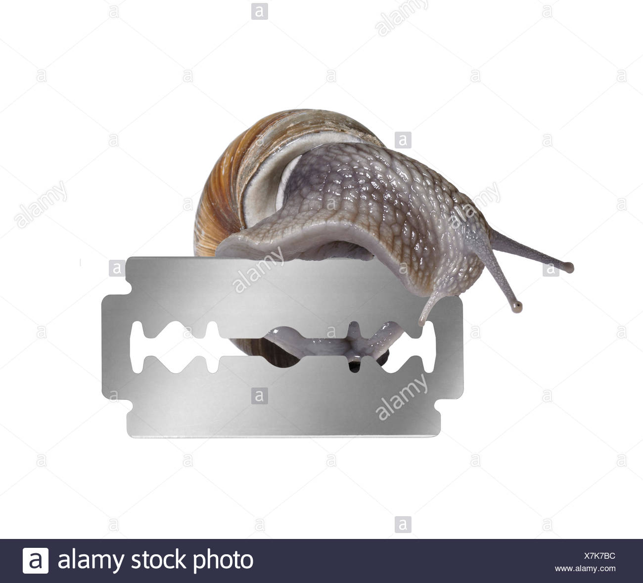 Rasierklinge Stock Photos & Rasierklinge Stock Images - Alamy