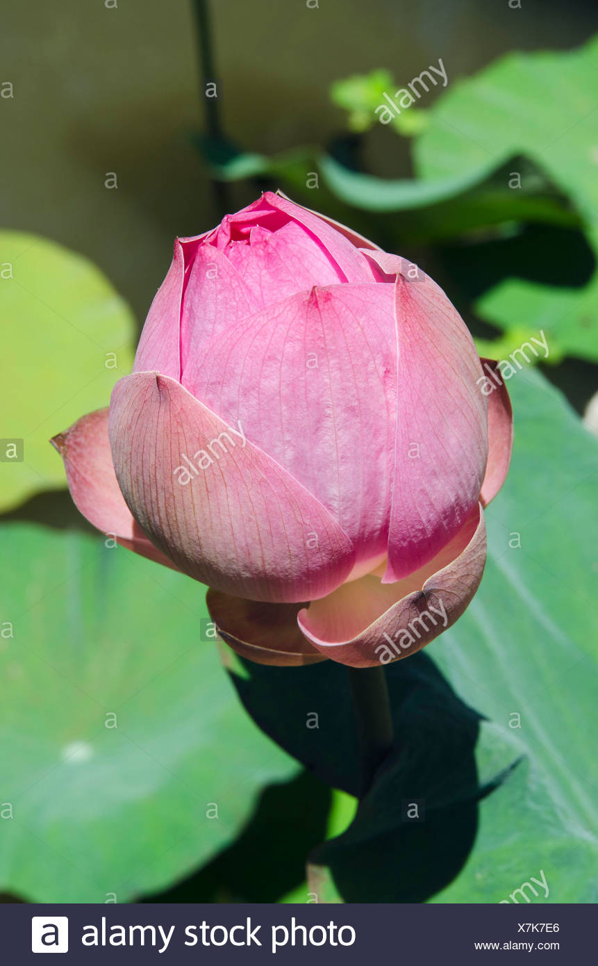 Indian Bud High Resolution Stock Photography and Images - Alamy