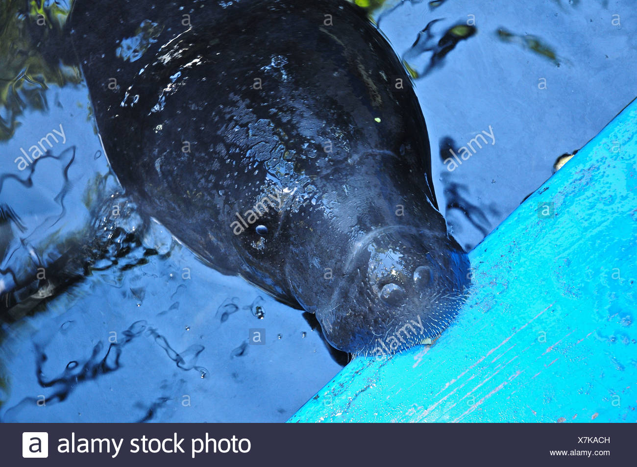 Amazonian Manatee High Resolution Stock Photography and Images - Alamy
