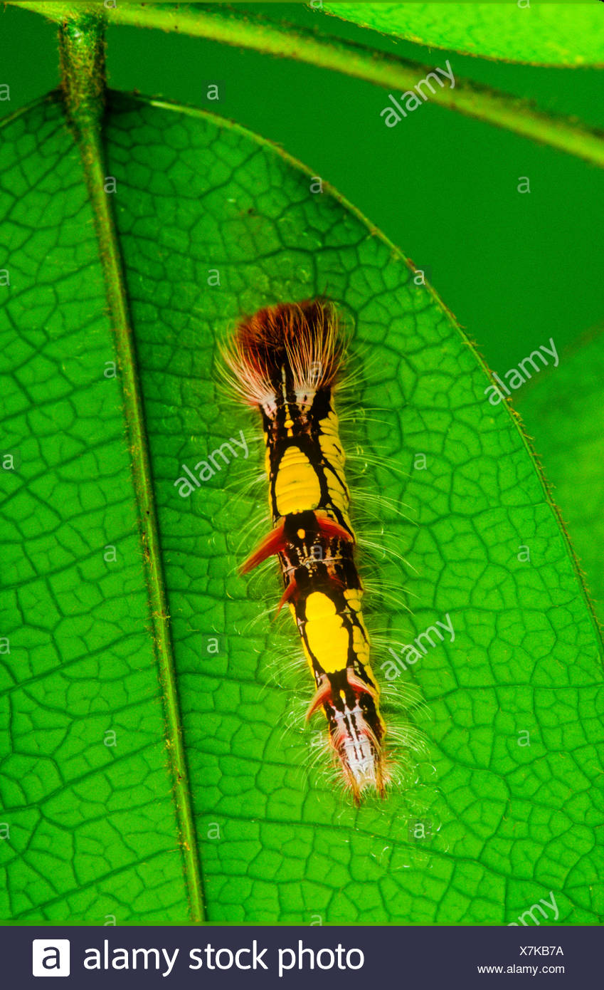 Caterpillar Morpho Peleides High Resolution Stock Photography and ...