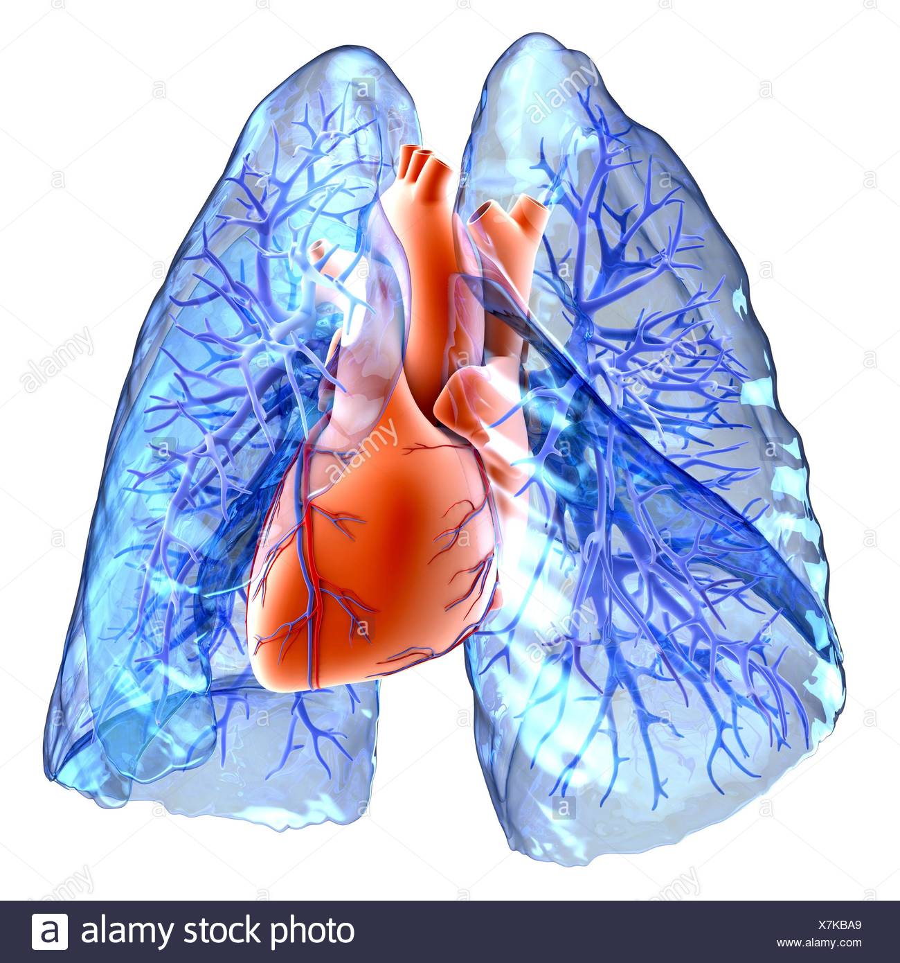Pulmonary Lobe High Resolution Stock Photography and Images - Alamy