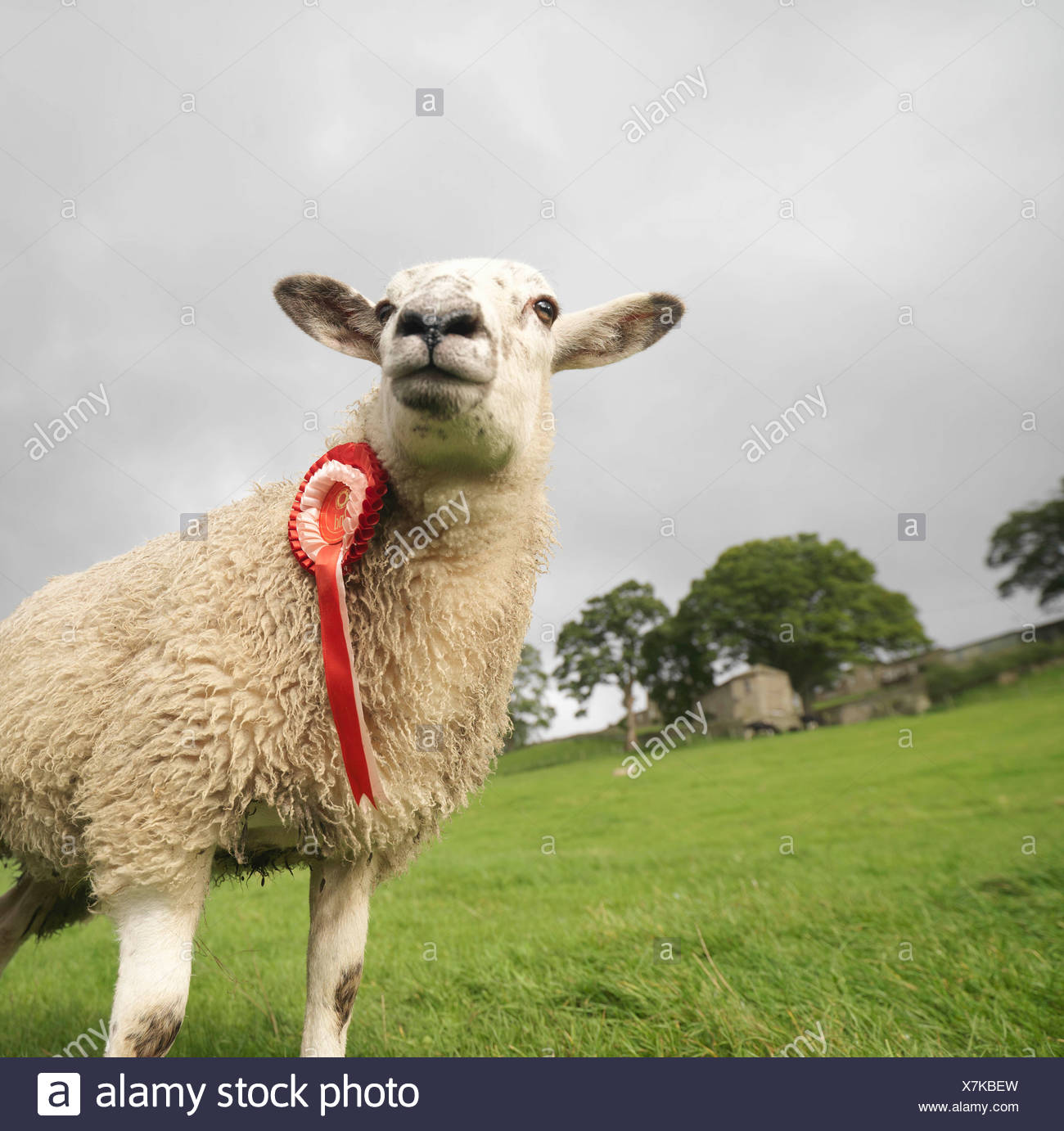 Award Winning Sheep Stock Photos & Award Winning Sheep Stock Images - Alamy