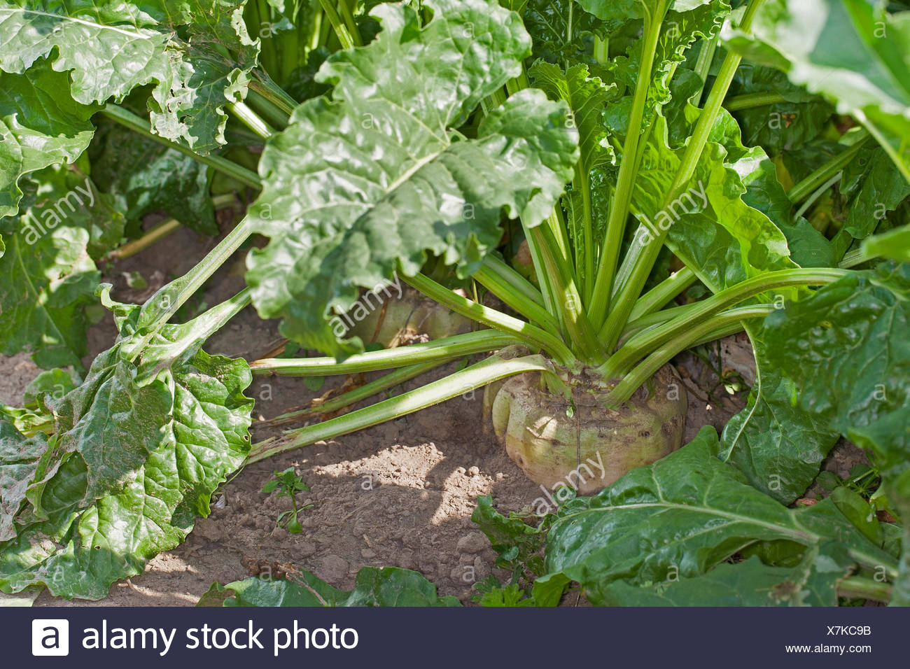 Sugar Beet Plant Stock Photos & Sugar Beet Plant Stock Images - Alamy