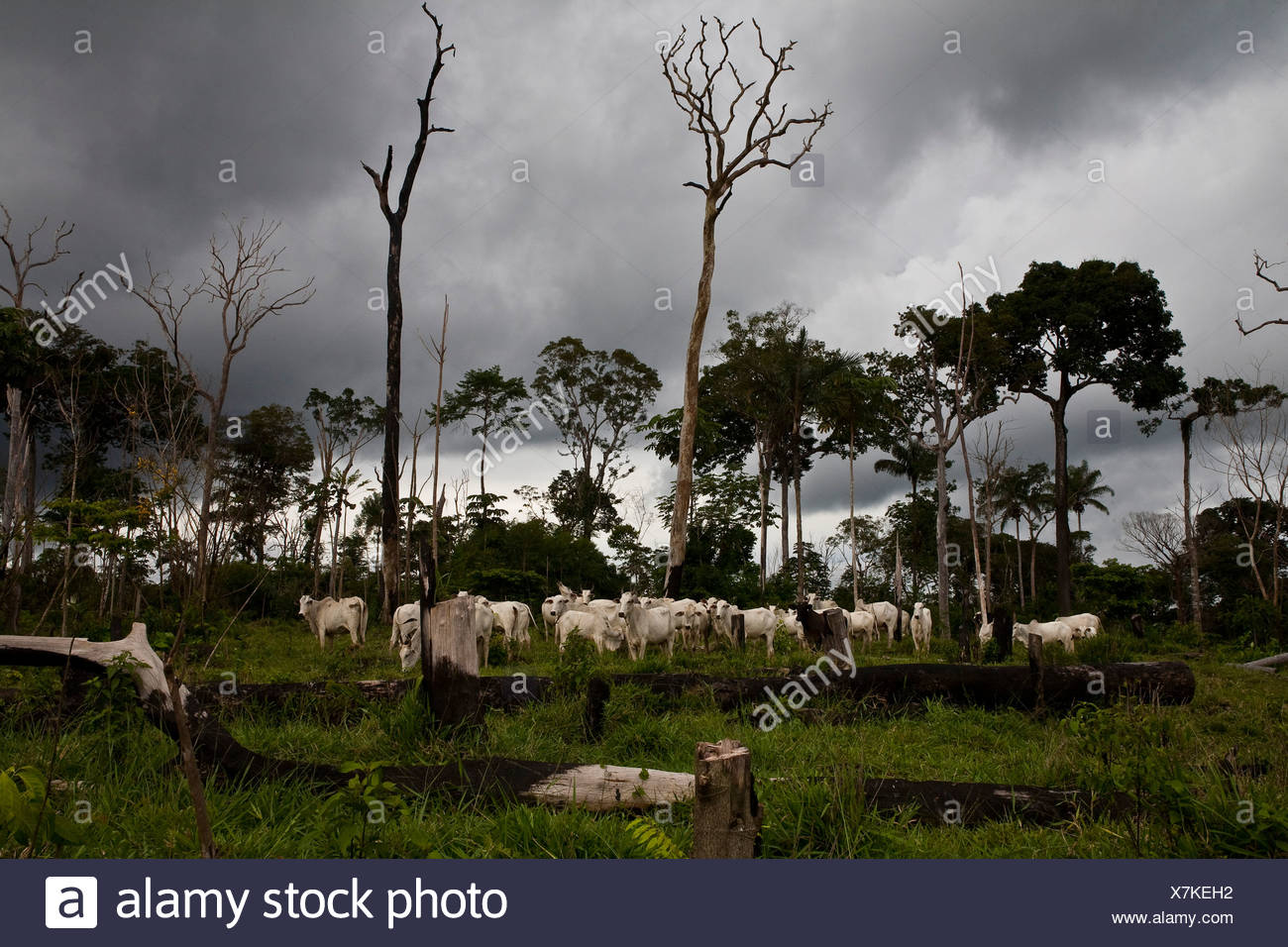 Amazon Rainforest Deforestation Cattle High Resolution Stock ...