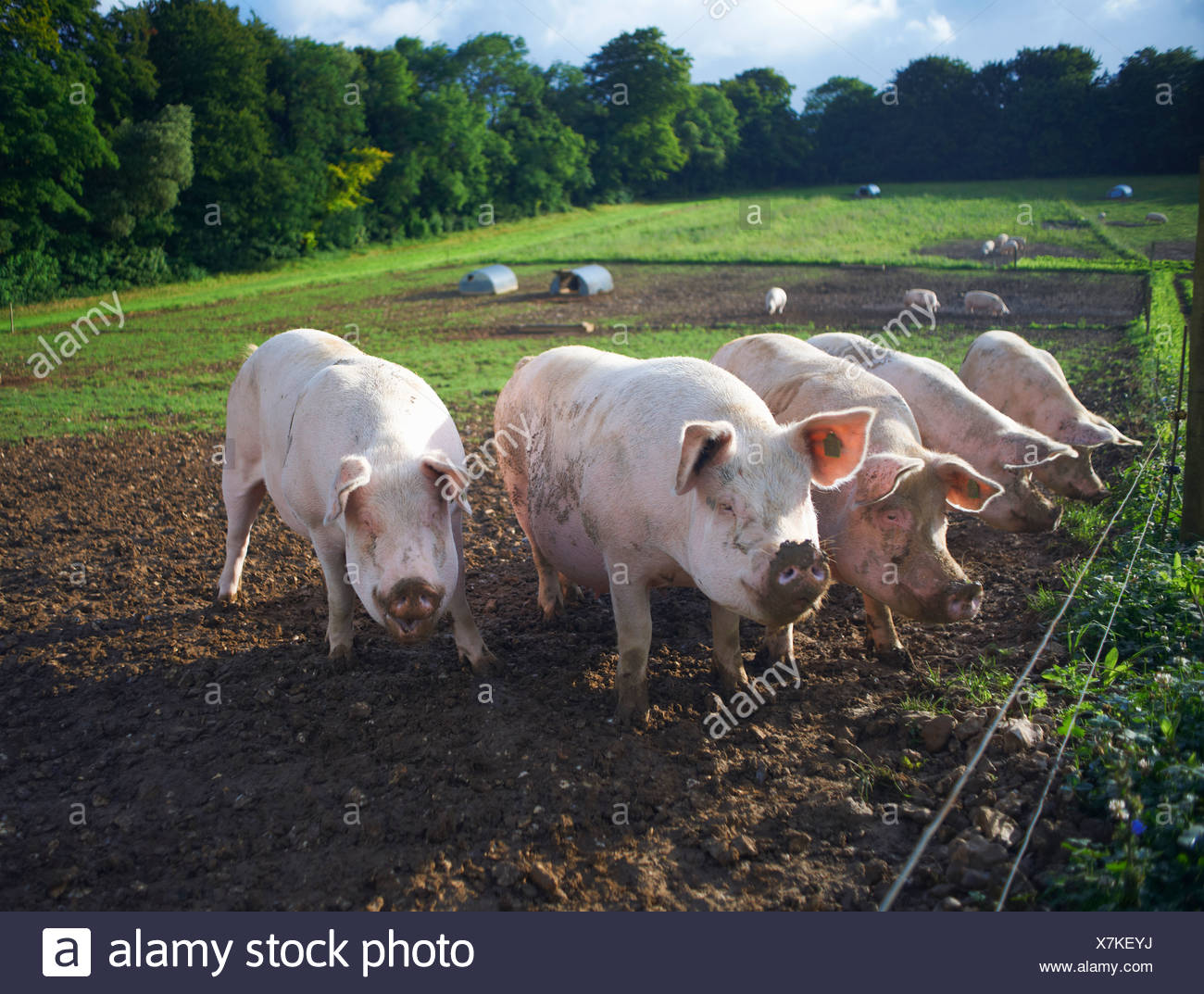 Unclean Animals High Resolution Stock Photography and Images - Alamy