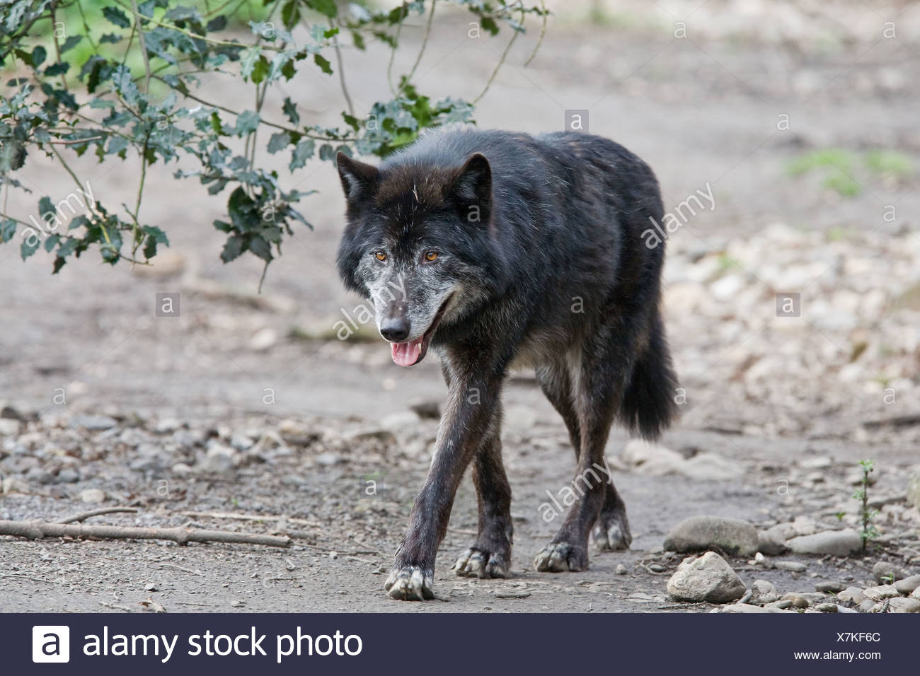Eastern Timber Wolf High Resolution Stock Photography and Images - Alamy