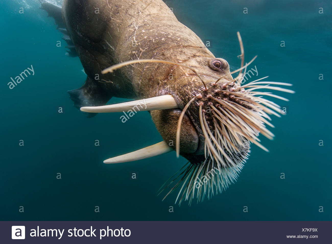 Walrus Swimming Underwater Odobenus Rosmarus Stock Photos & Walrus ...