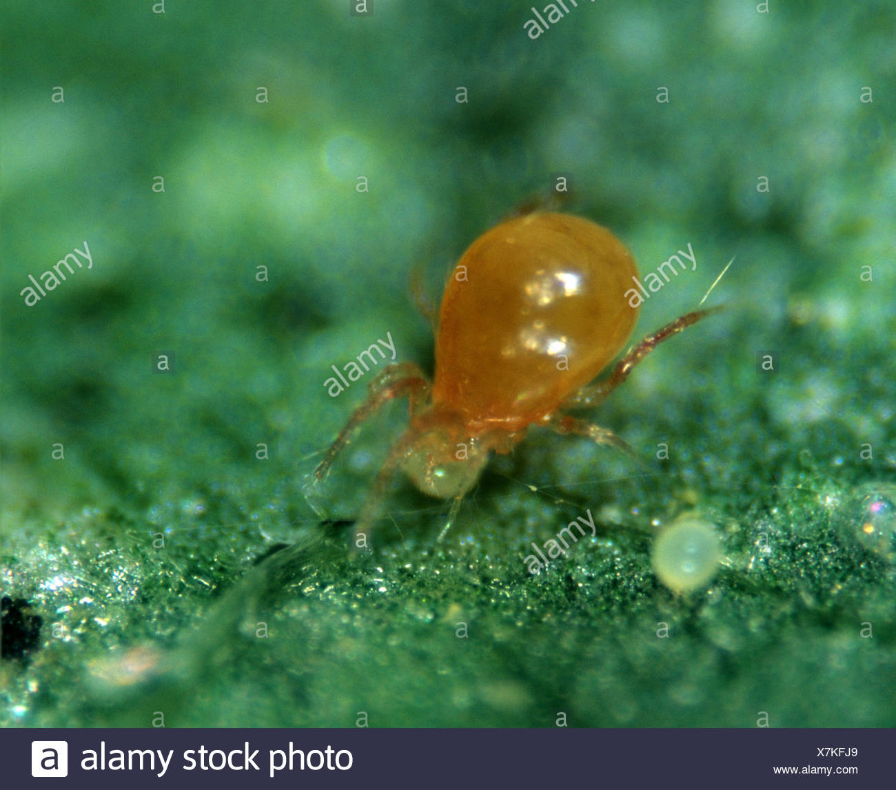 Mesostigmata Stock Photos & Mesostigmata Stock Images - Alamy