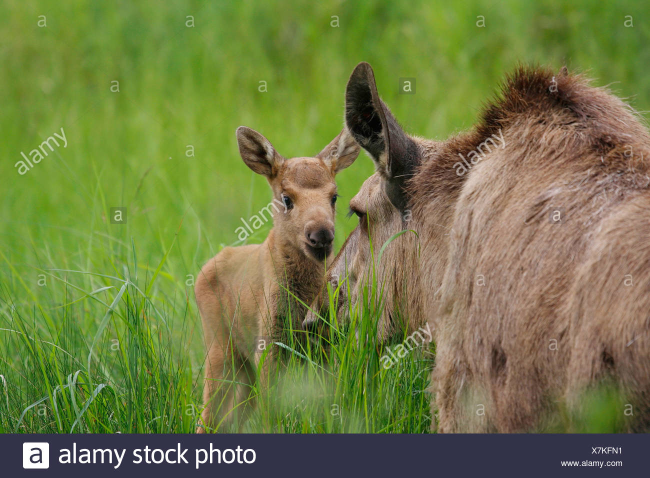 Mother Elk And Calf High Resolution Stock Photography and Images - Alamy