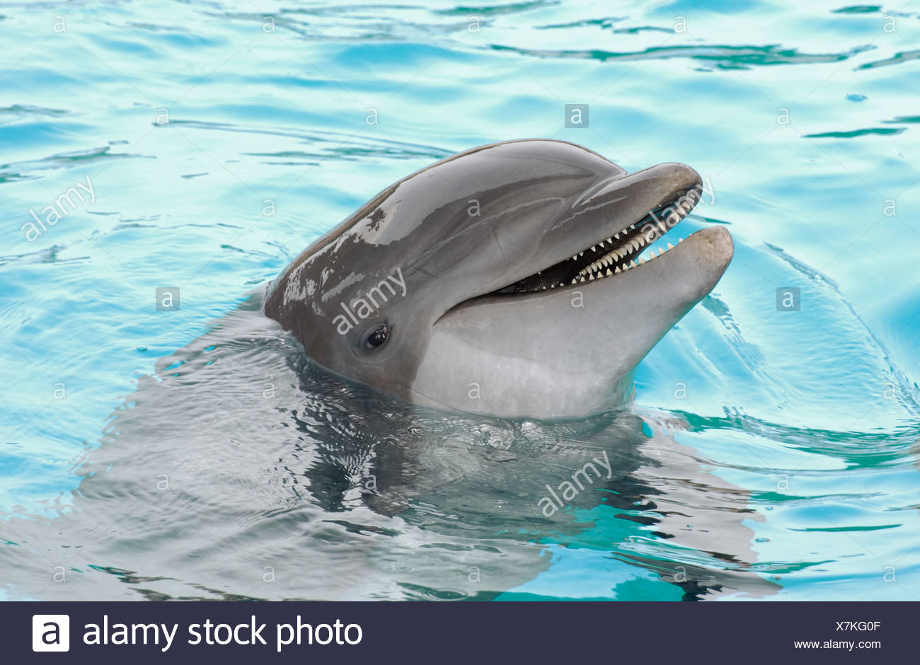 Delfin Delphin Grosser Tuemmler High Resolution Stock Photography and ...