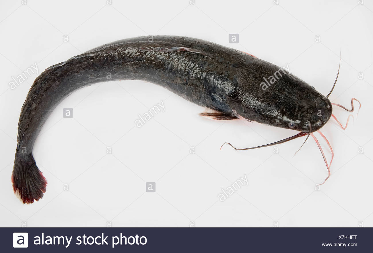 White Catfish High Resolution Stock Photography and Images - Alamy