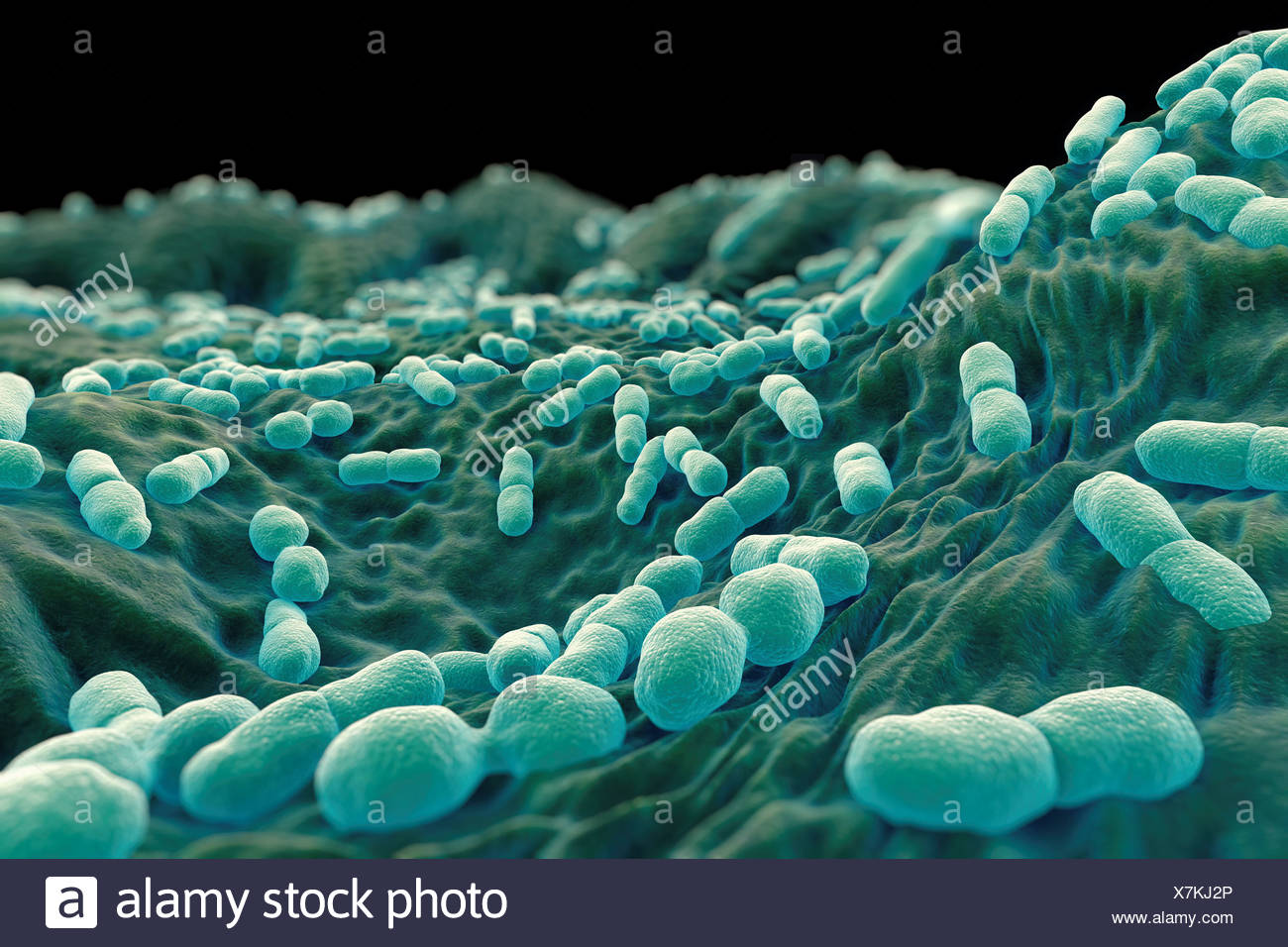 Listeria Monocytogenes Bacteria High Resolution Stock Photography and ...