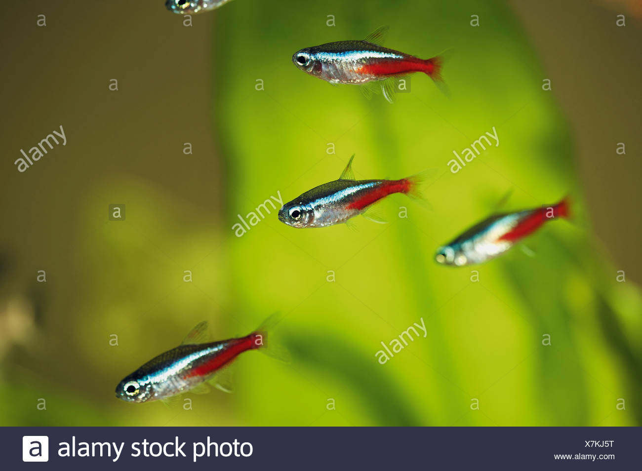 Neon Tetras Paracheirodon Innesi High Resolution Stock Photography and ...