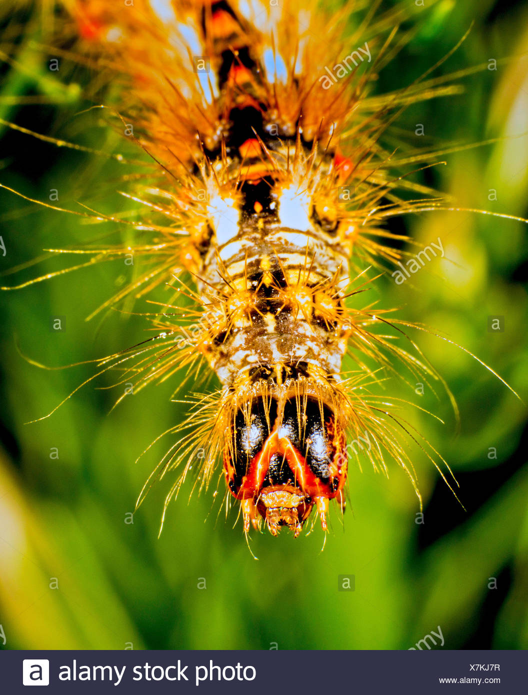 Sonchus Species High Resolution Stock Photography and Images - Alamy