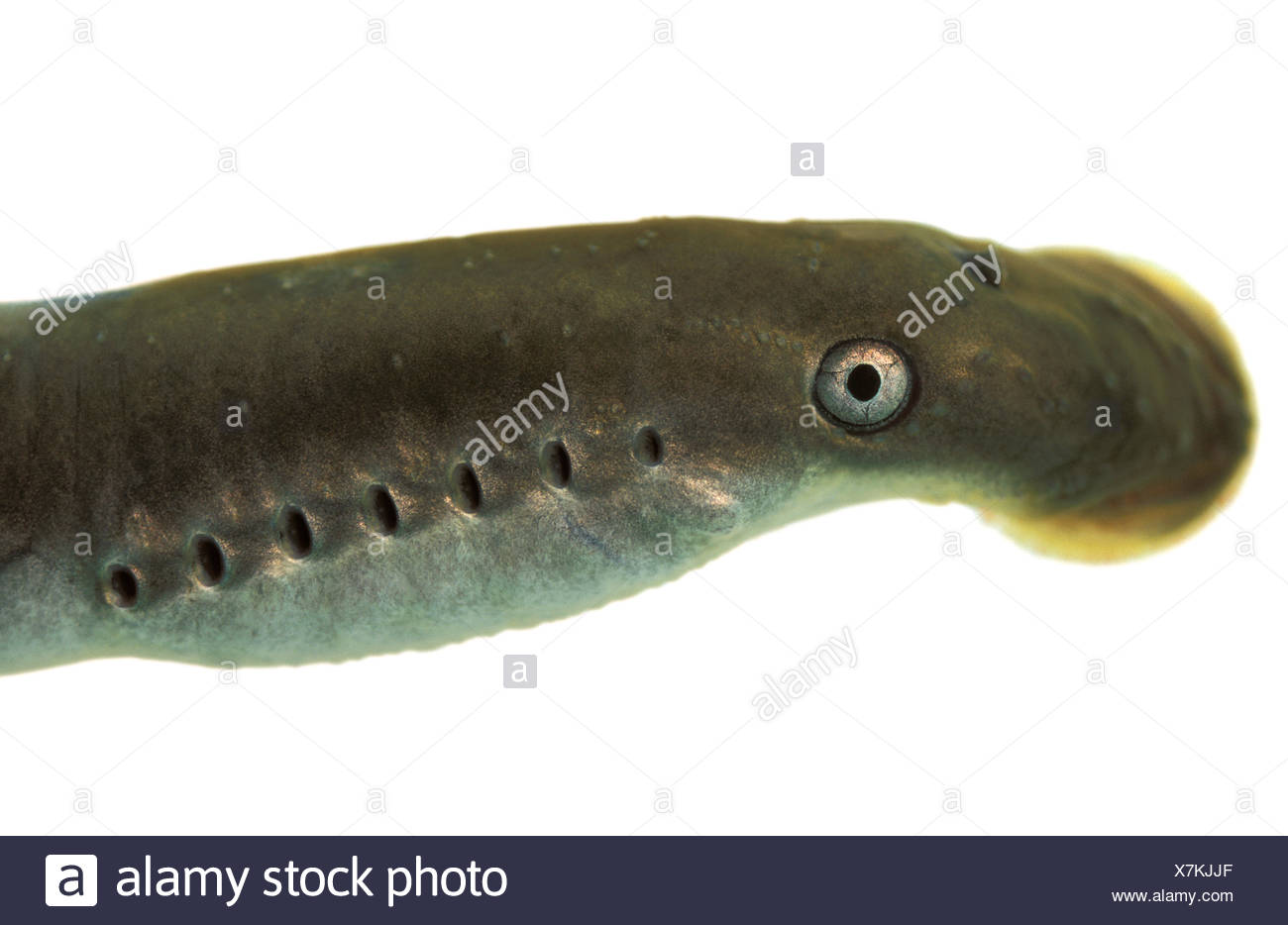 Brook Lamprey Lampetra Planeri High Resolution Stock Photography and ...