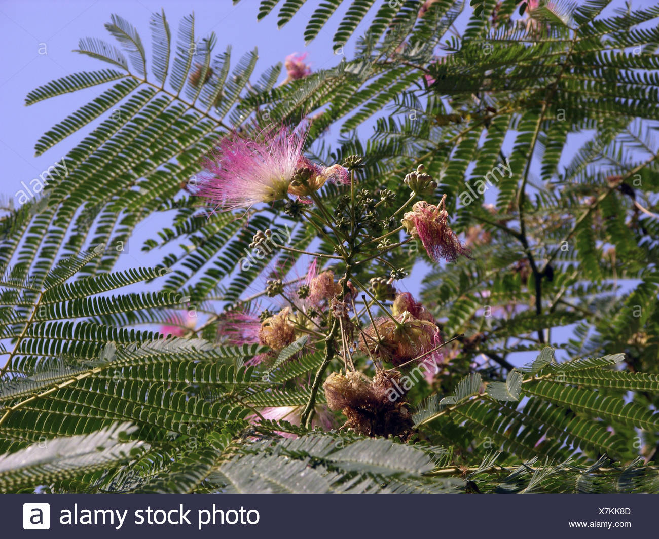 Siris Stock Photos & Siris Stock Images - Alamy