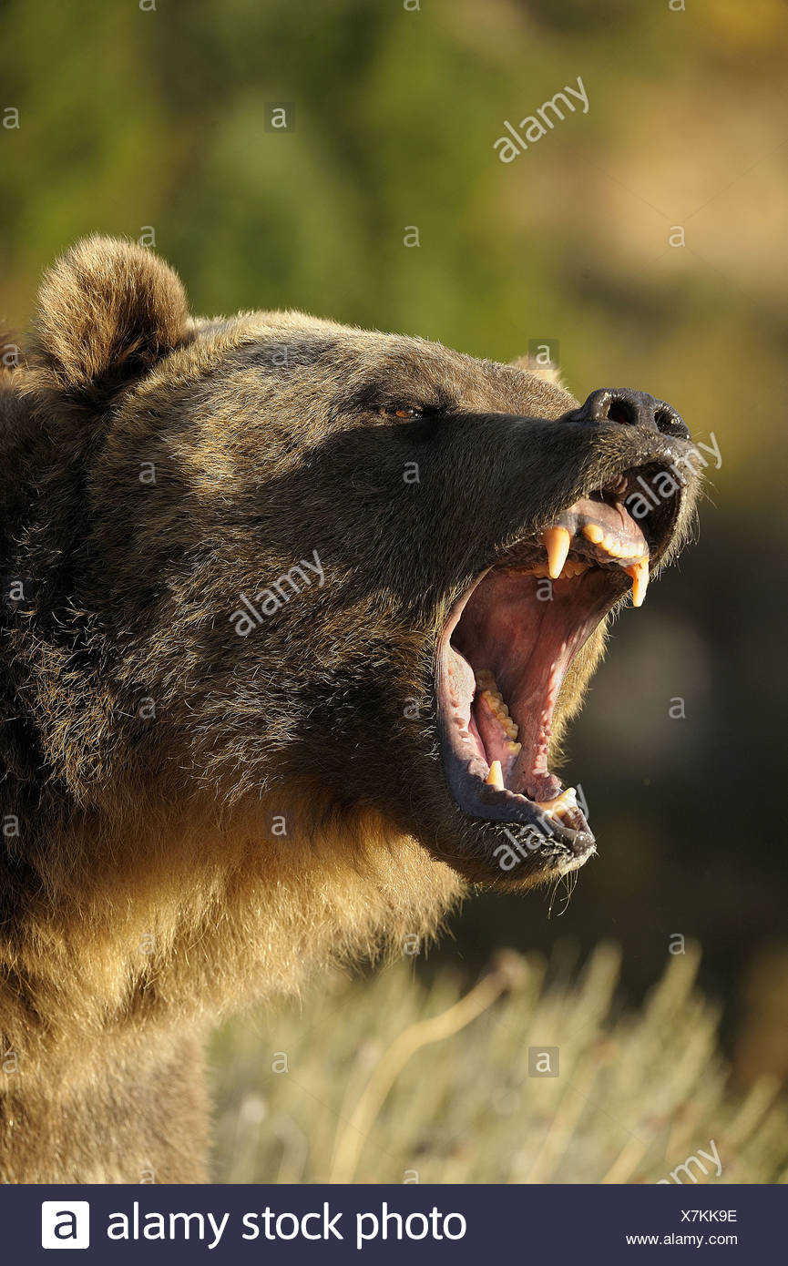 Grizzly Bear Ursus Captive Snarling High Resolution Stock Photography ...