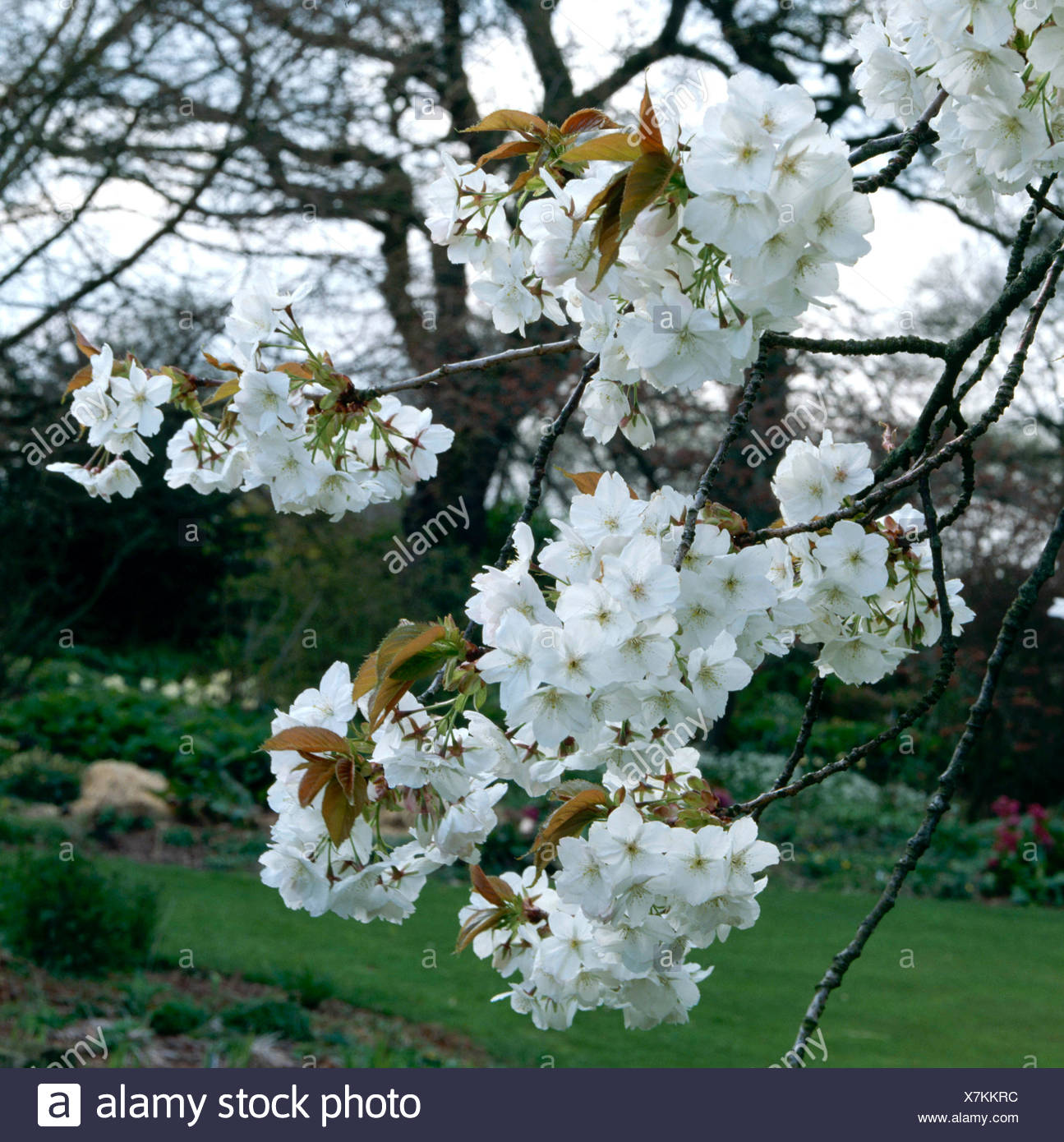 Prunus Taihaku Blossom Stock Photos & Prunus Taihaku Blossom Stock ...