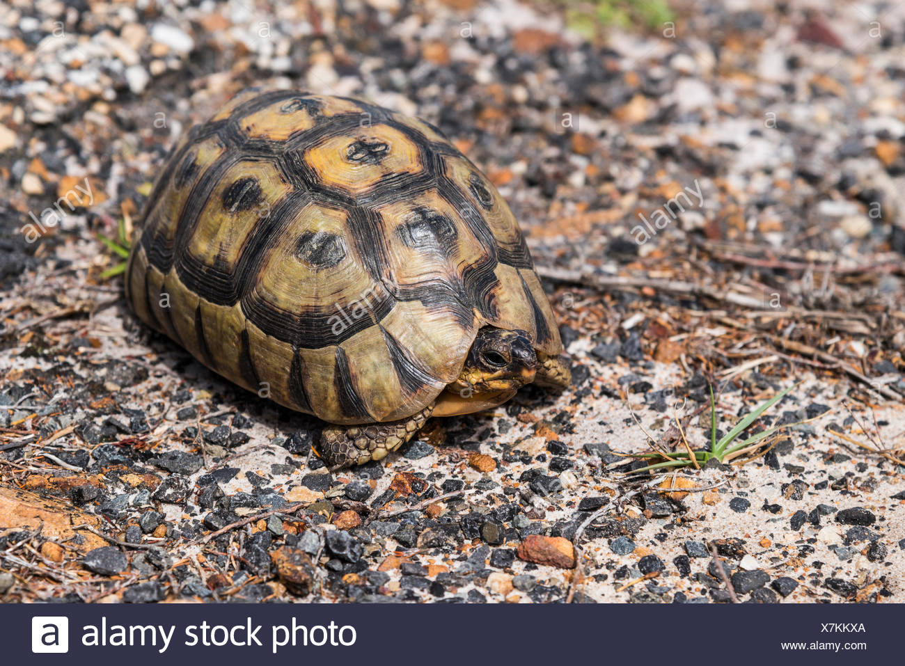 Chersina Angulata High Resolution Stock Photography and Images - Alamy