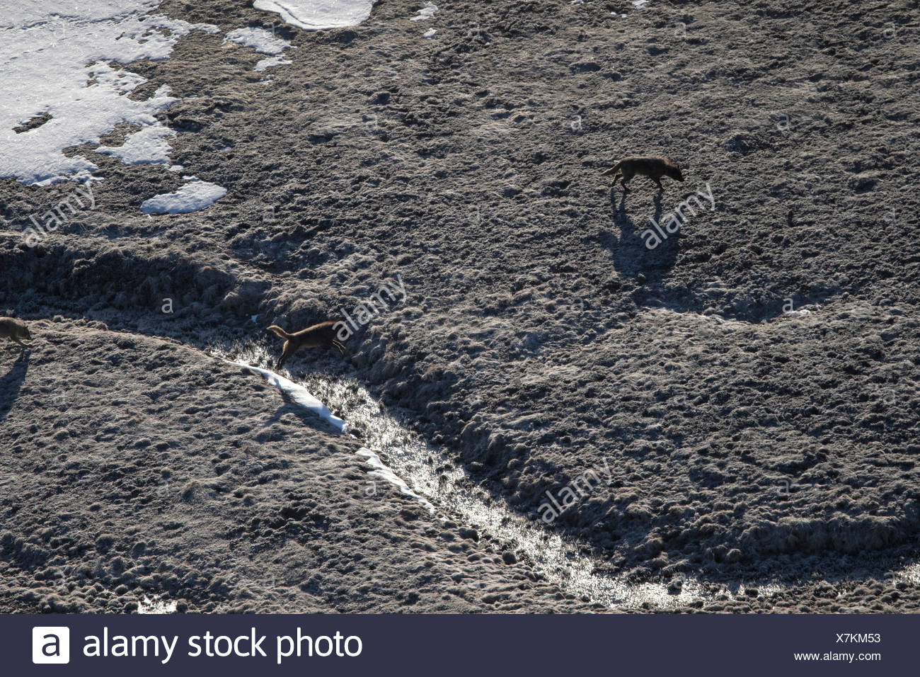 Wolf Pack Running Stock Photos & Wolf Pack Running Stock Images - Alamy