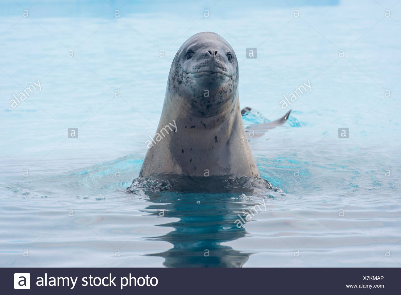 Leopard Seal Stock Photos & Leopard Seal Stock Images - Alamy
